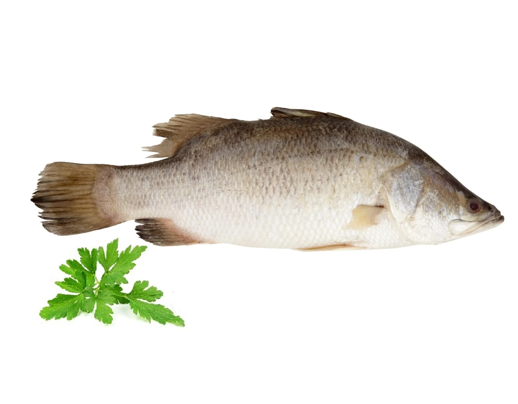 Fresh Siakap 400gm-600gm | myaeon2go