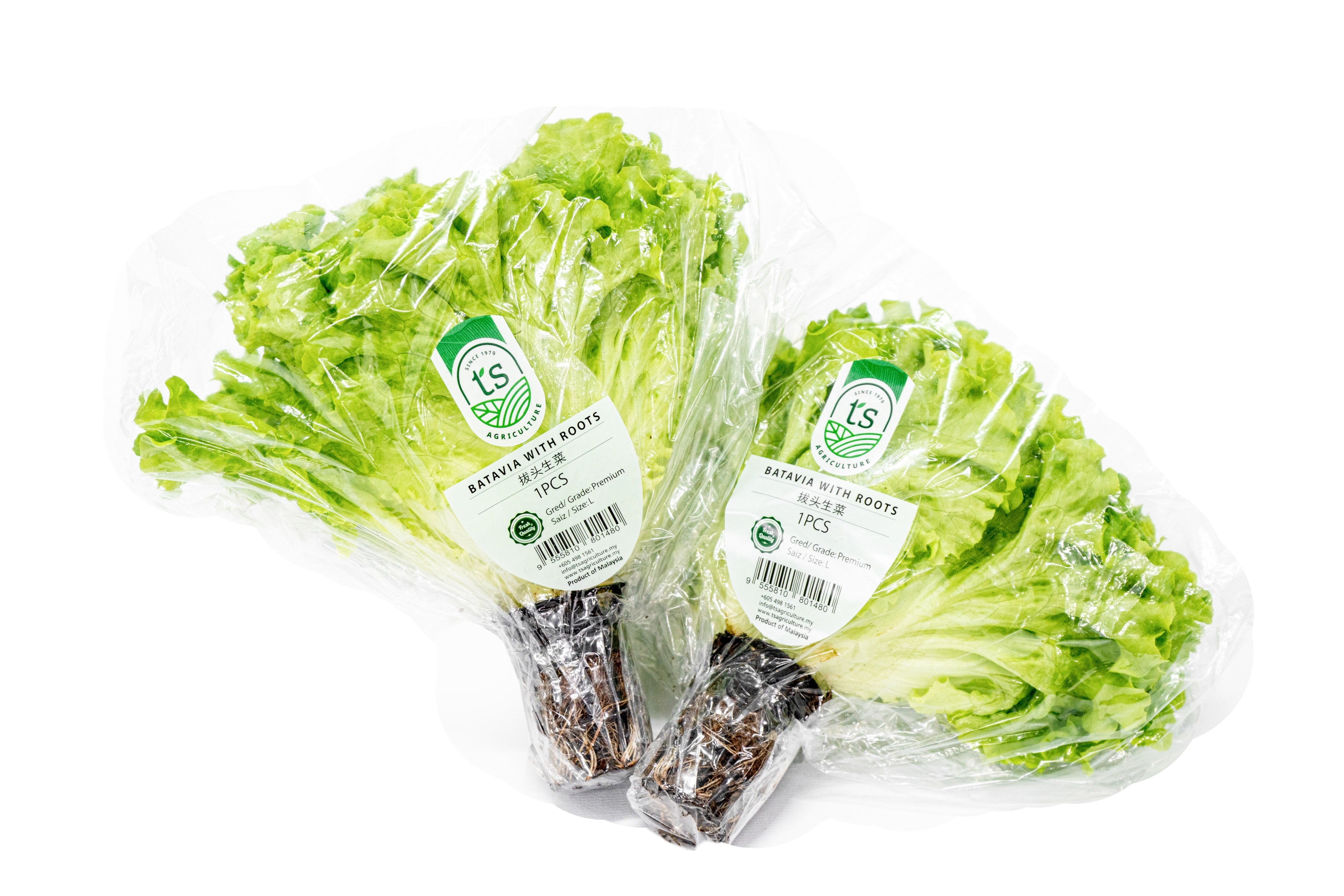 TS Batavia With Roots | myaeon2go