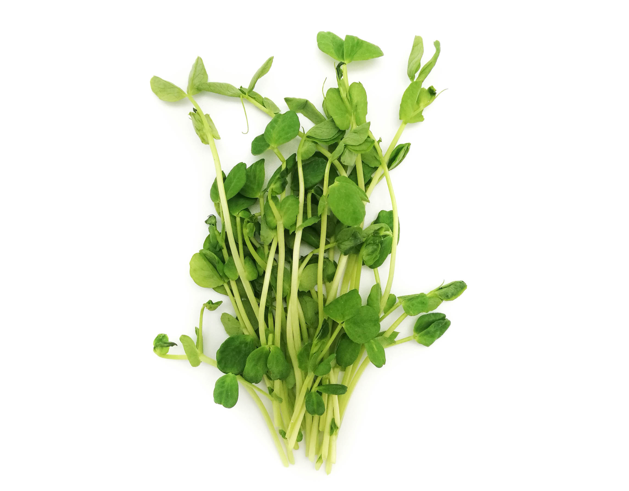 Zenxin Organic Pea Sprout | myaeon2go