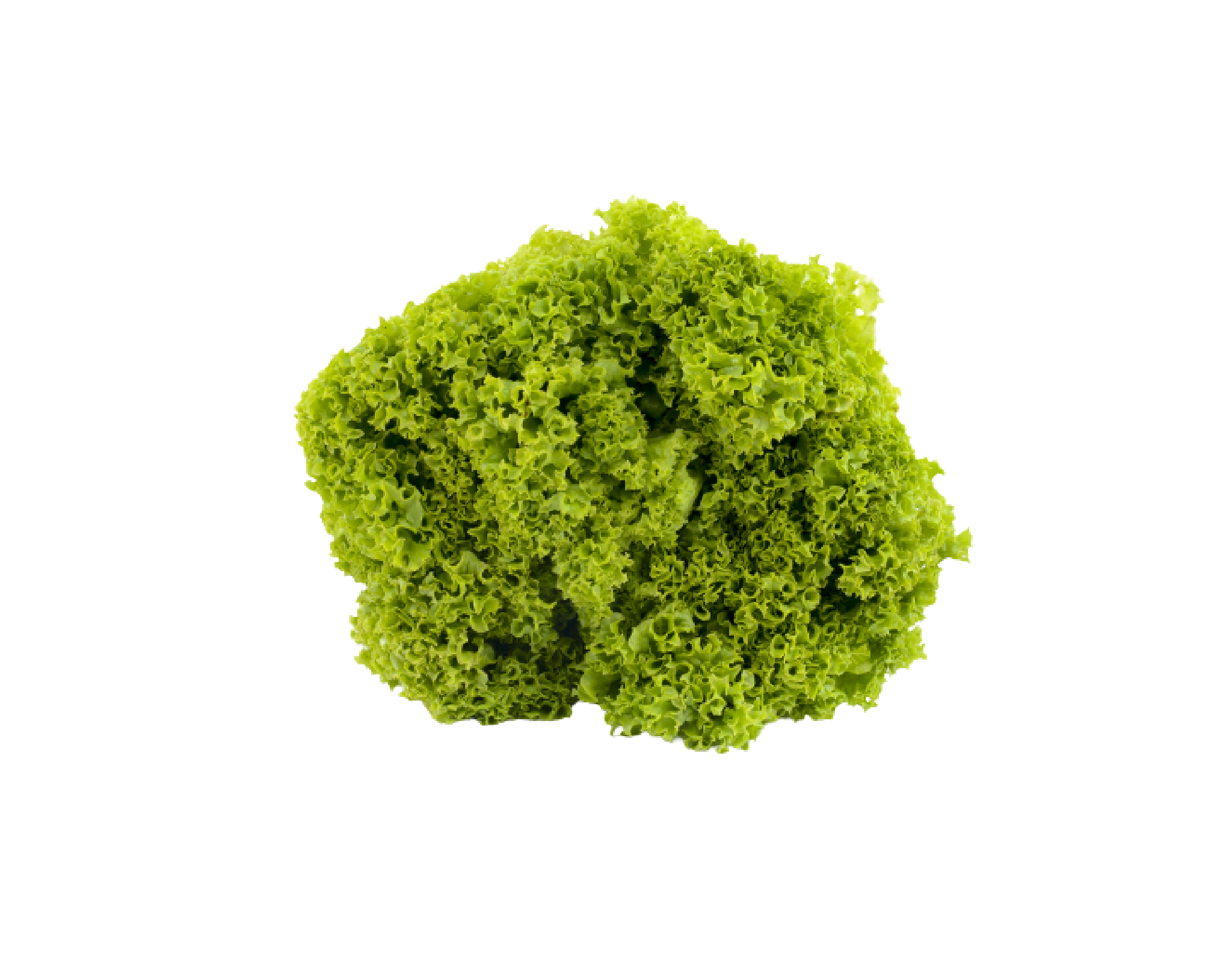 Genting Garden Lollo Bionda | myaeon2go