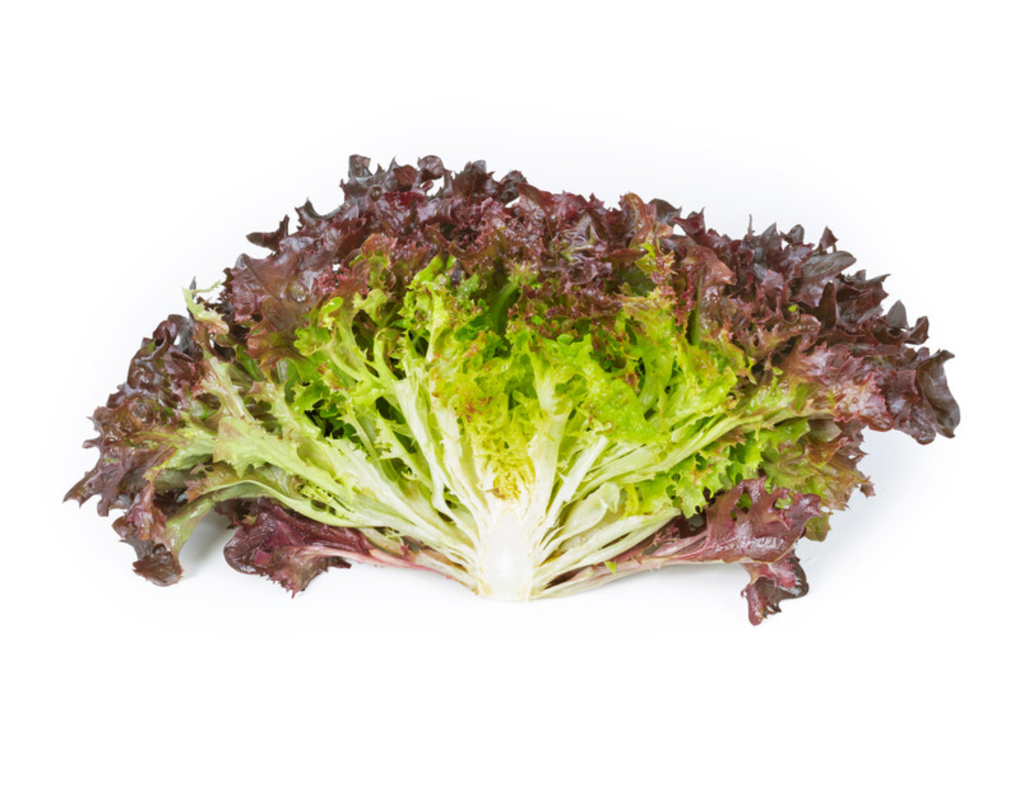 Segar2go Salanova Lollo | myaeon2go