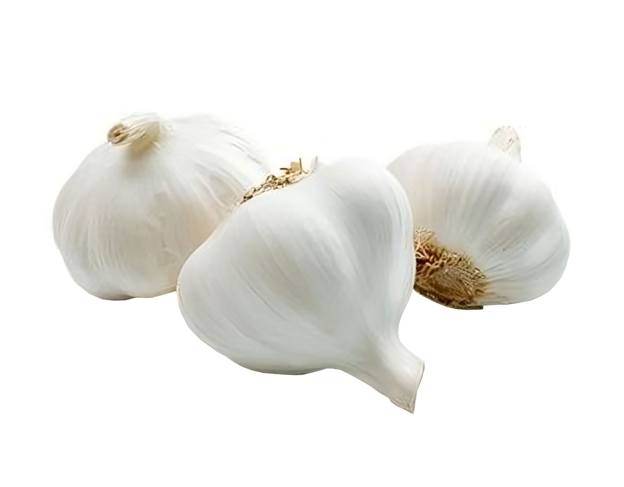Premium White Garlic Bulbs - Fresh and Flavorful