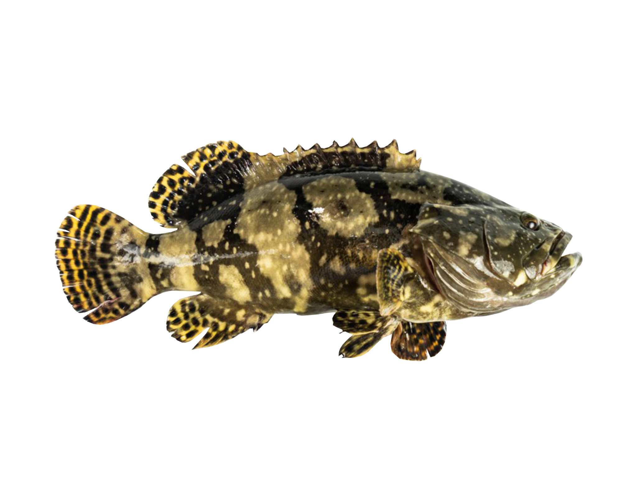 Ling Segar Fresh Dragon Tiger Grouper | myaeon2go