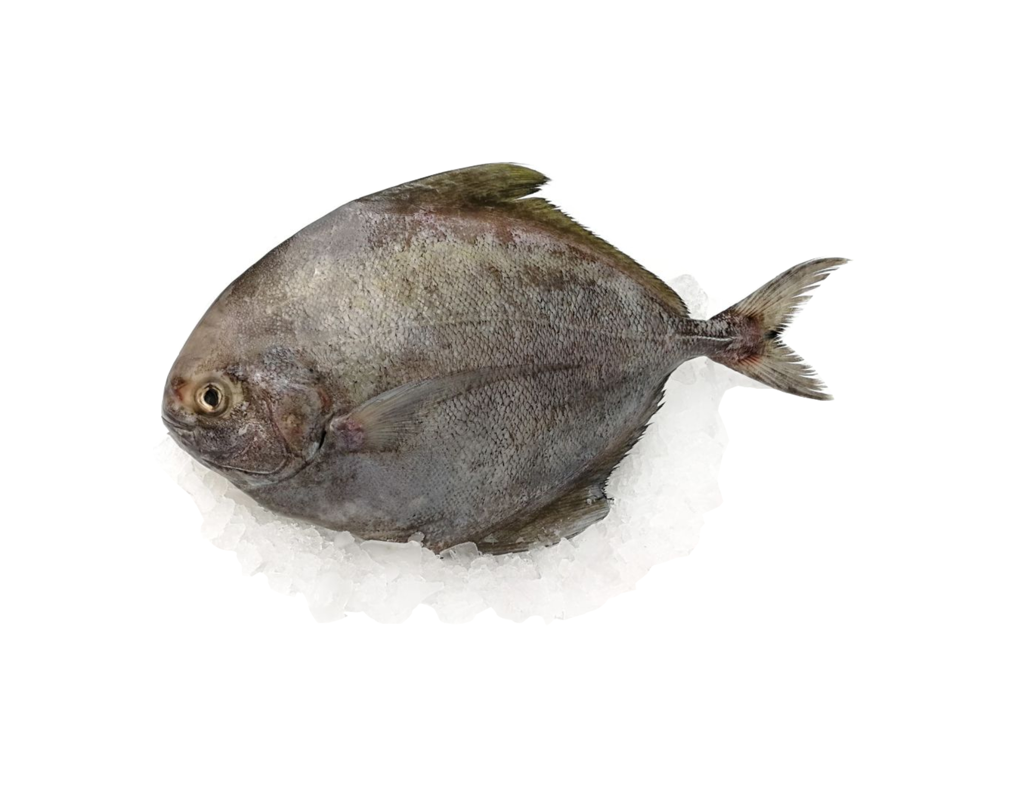 Long Seng Ikan Bawal Hitam | myaeon2go