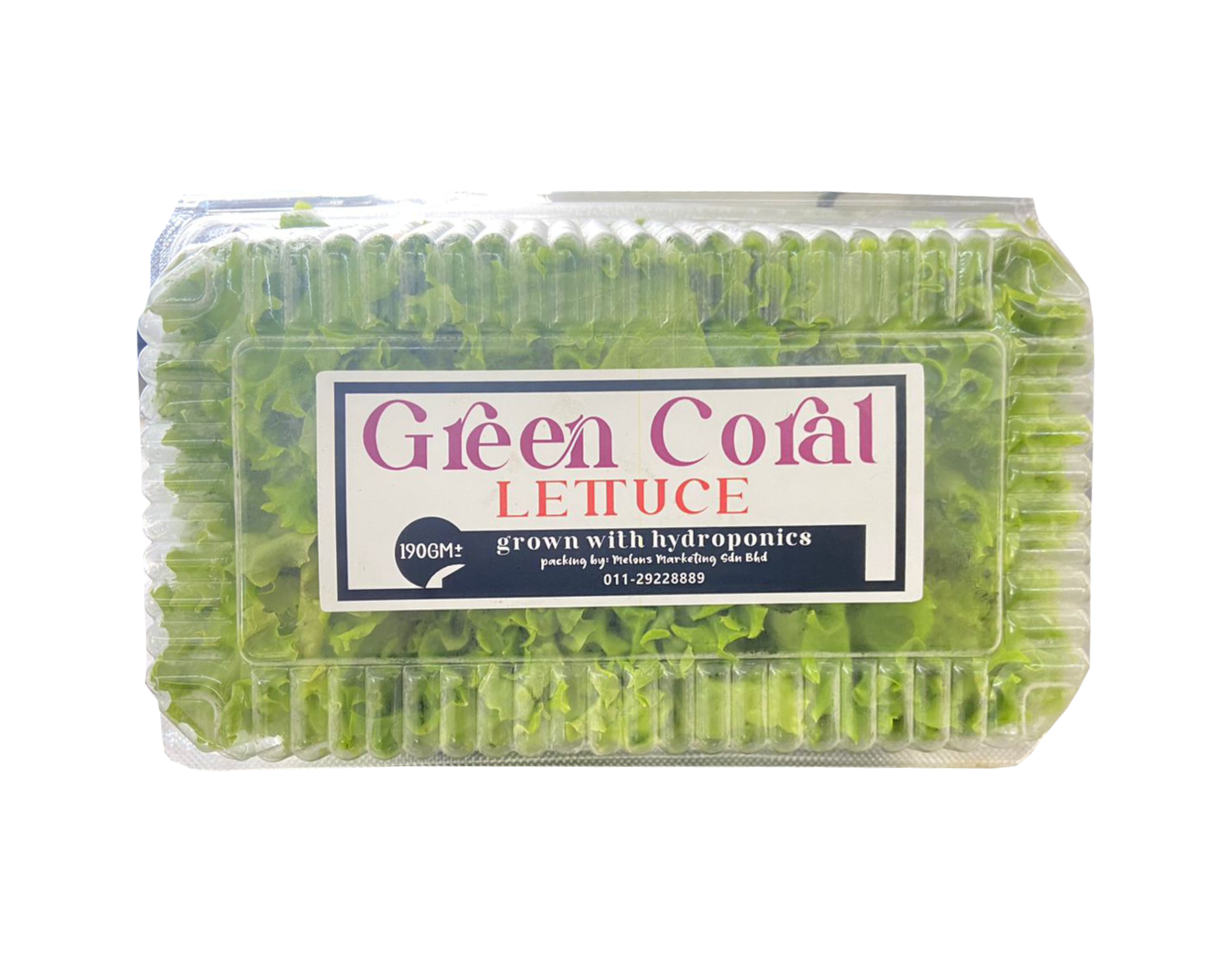Green Coral Lettuce | myaeon2go