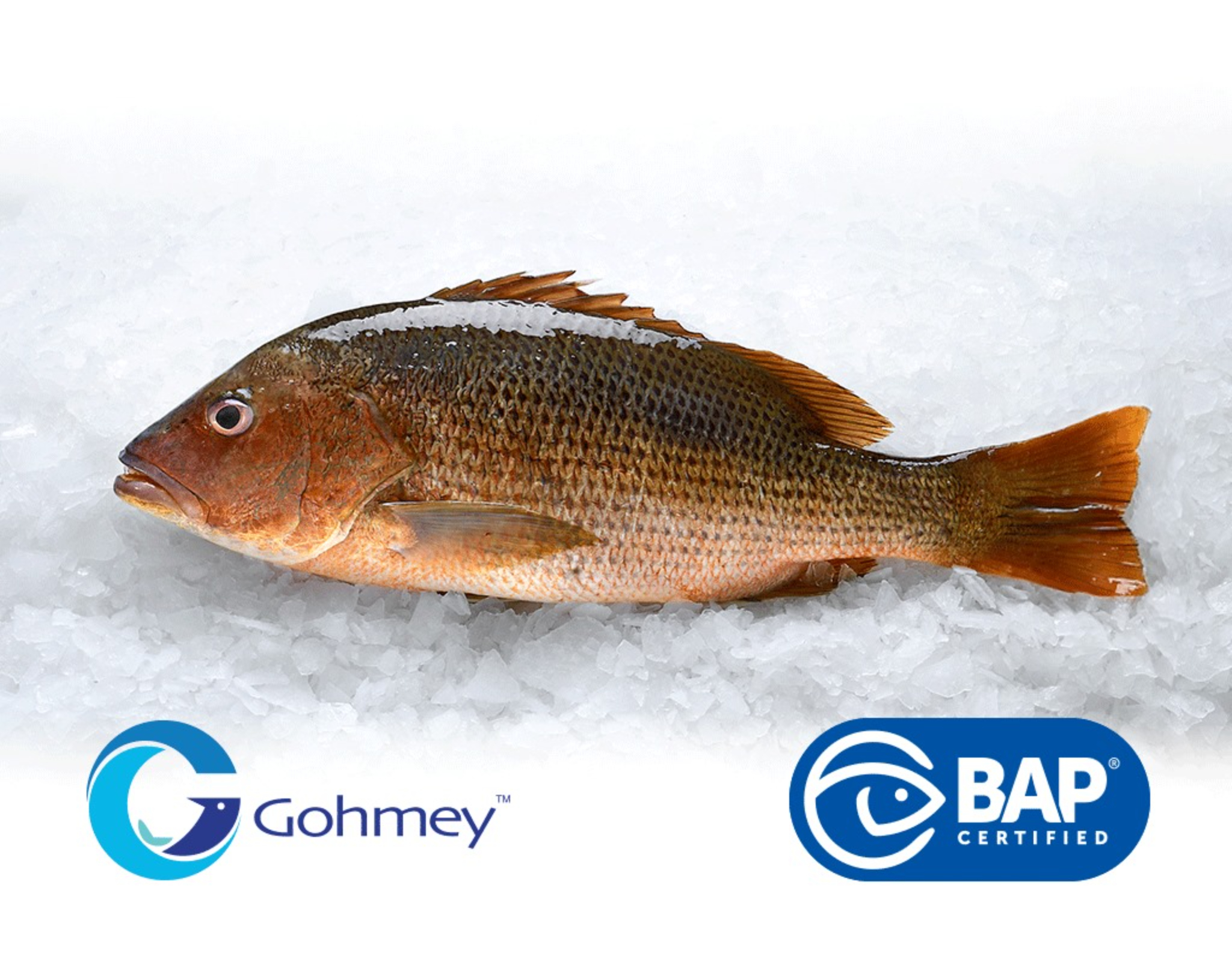 BAP John Snapper (Ikan Jenahak) | myaeon2go