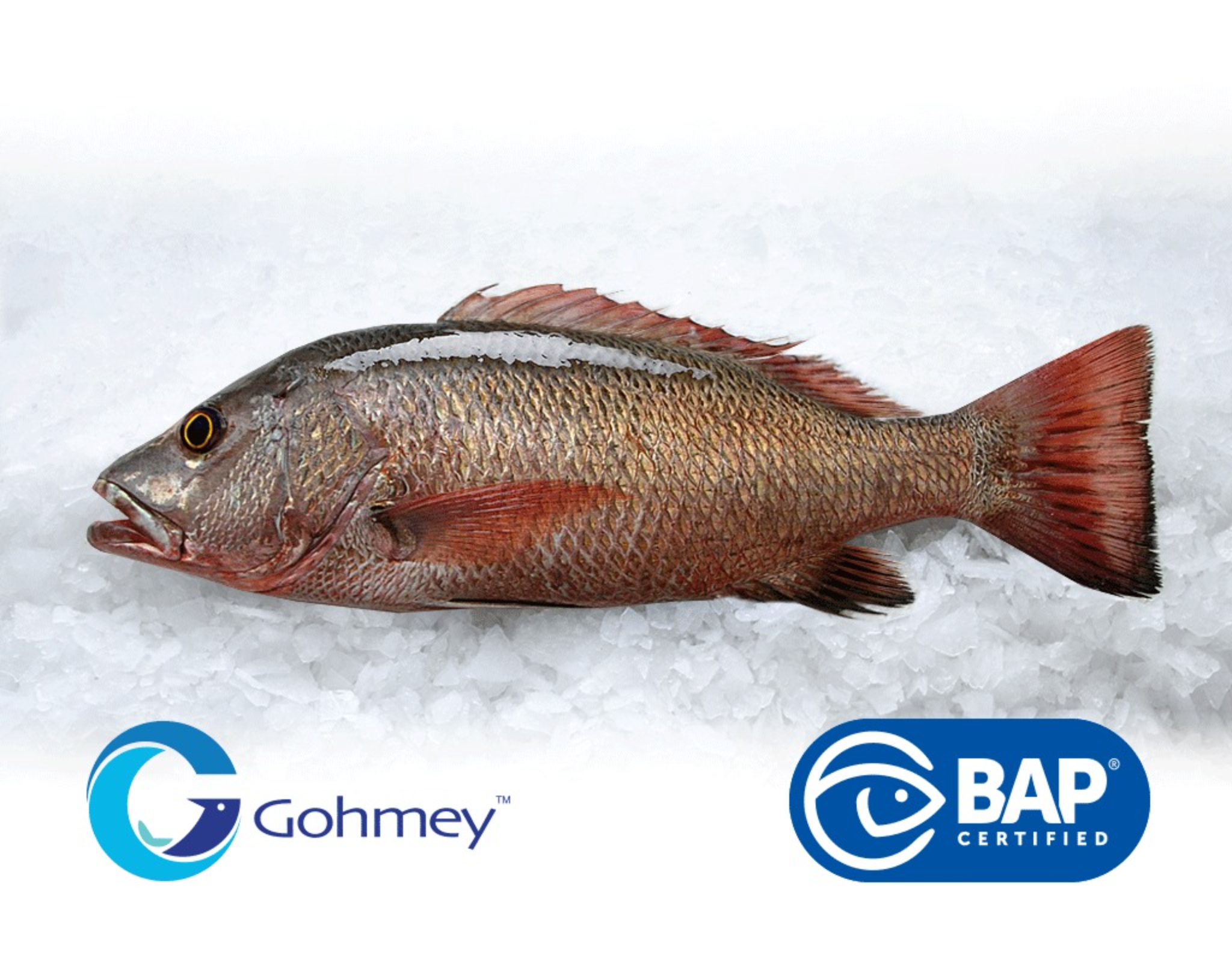 BAP Malabar Snapper | myaeon2go