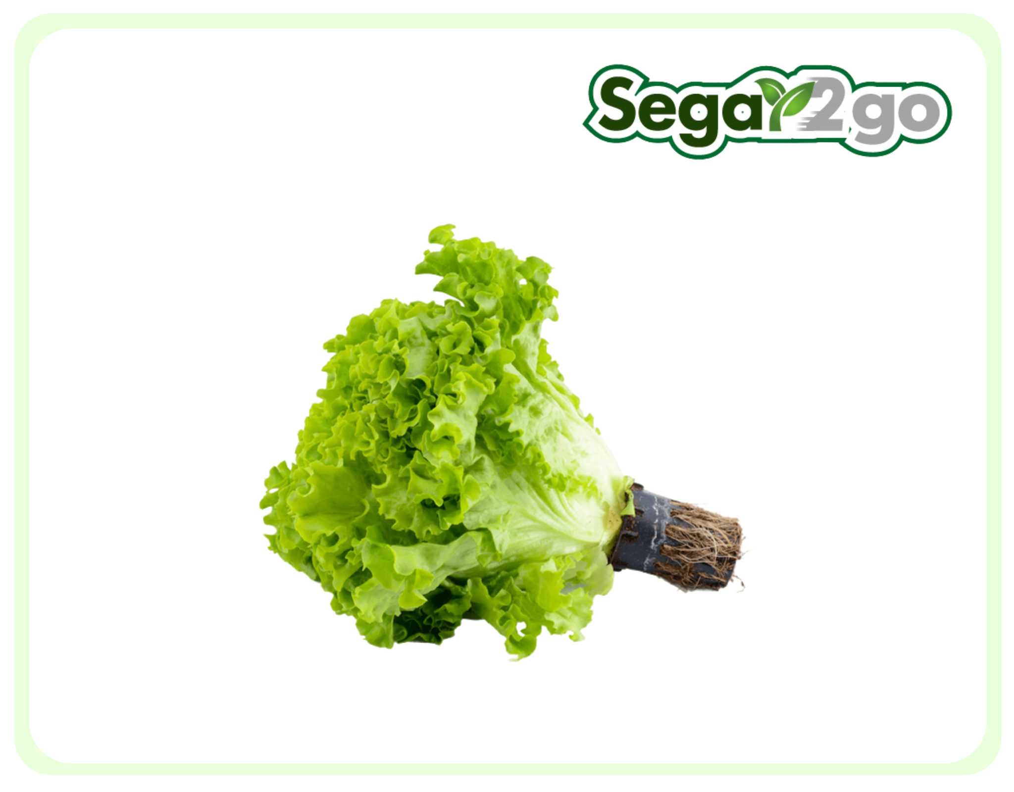Segar2go Salanova Batavia Lettuce | myaeon2go