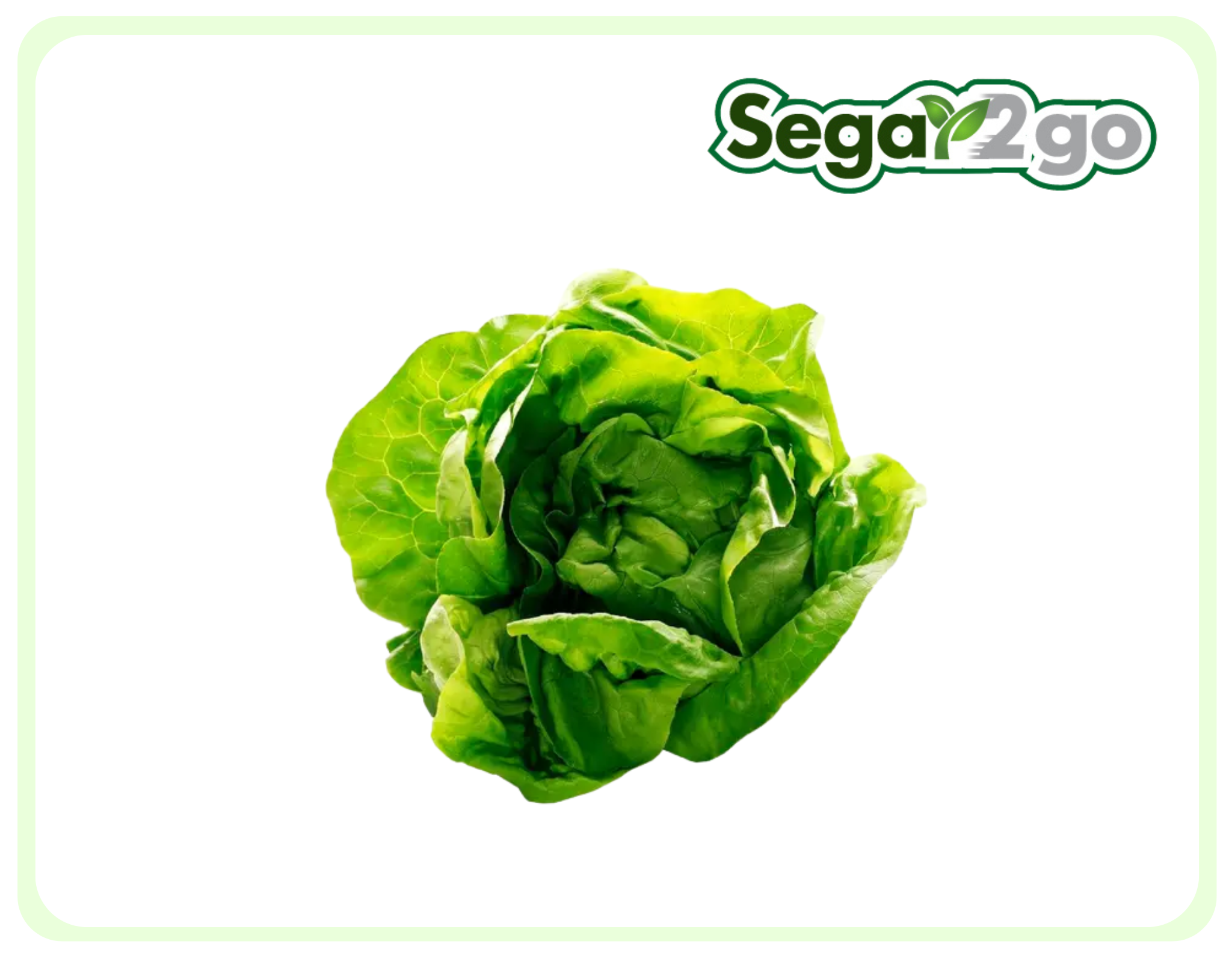Segar2go Butterhead Lettuce | myaeon2go
