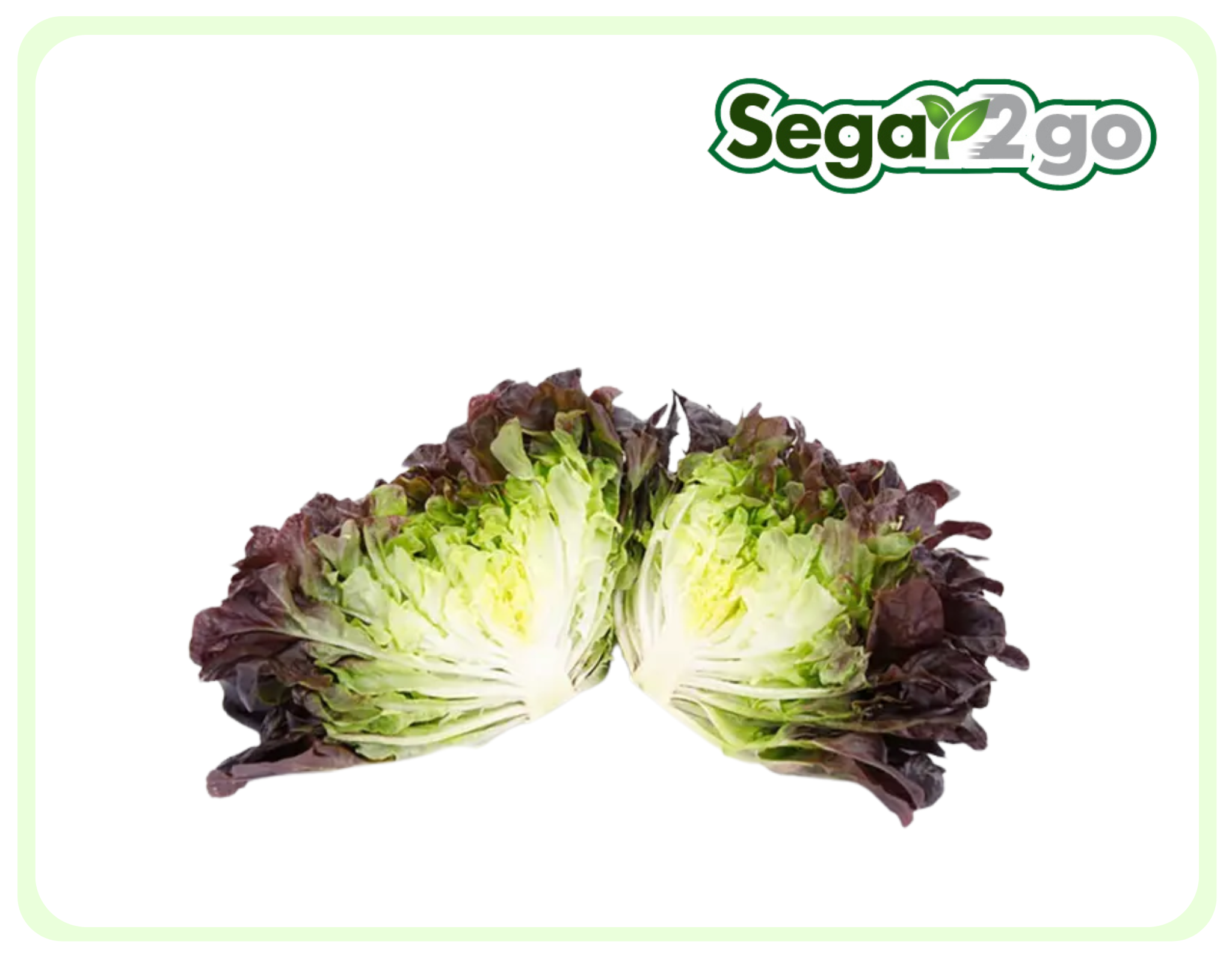 Segar2go Salanova Oak | myaeon2go