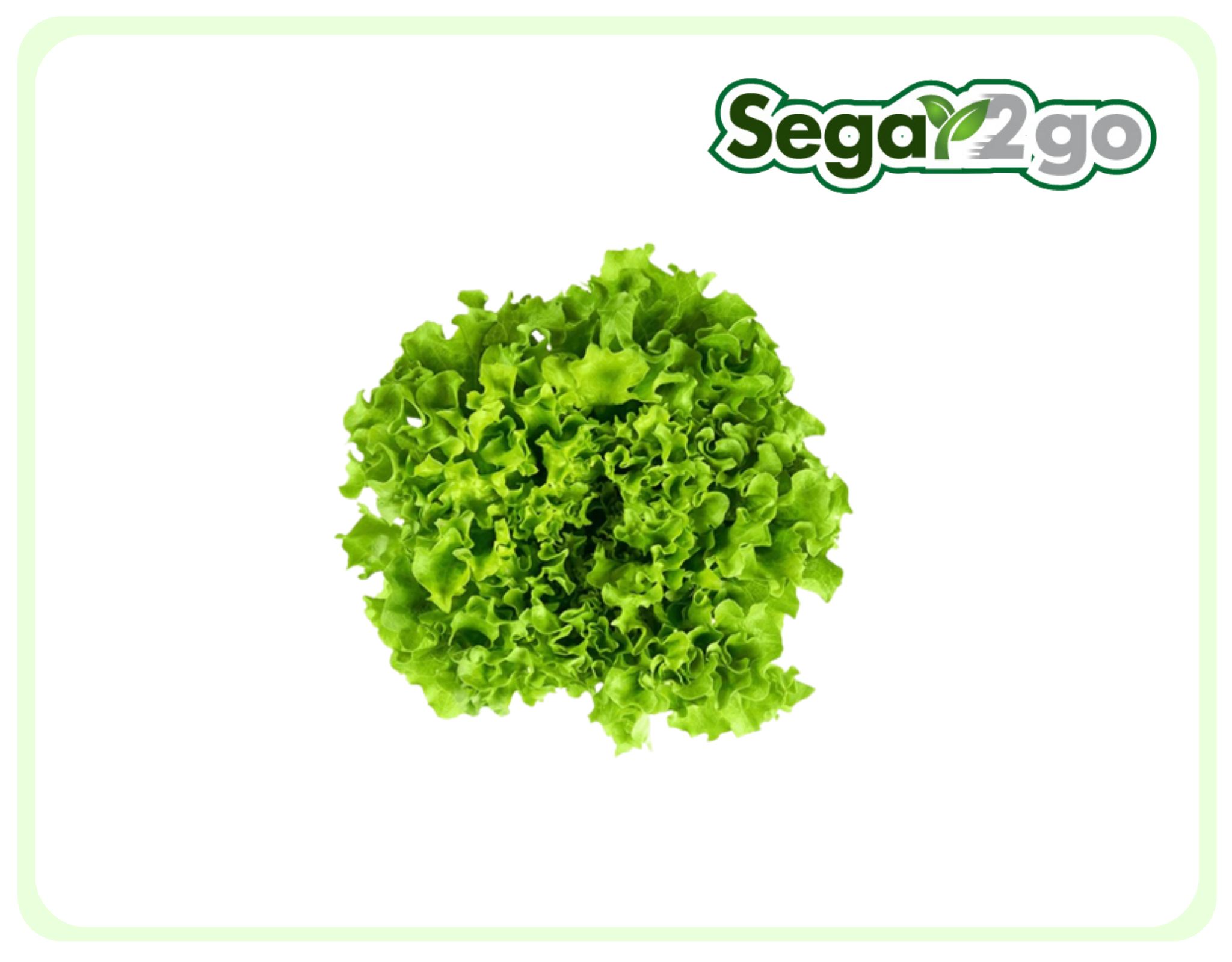 Segar2go Malaysia Crispy Lettuce, 200 g - Fresh Quality