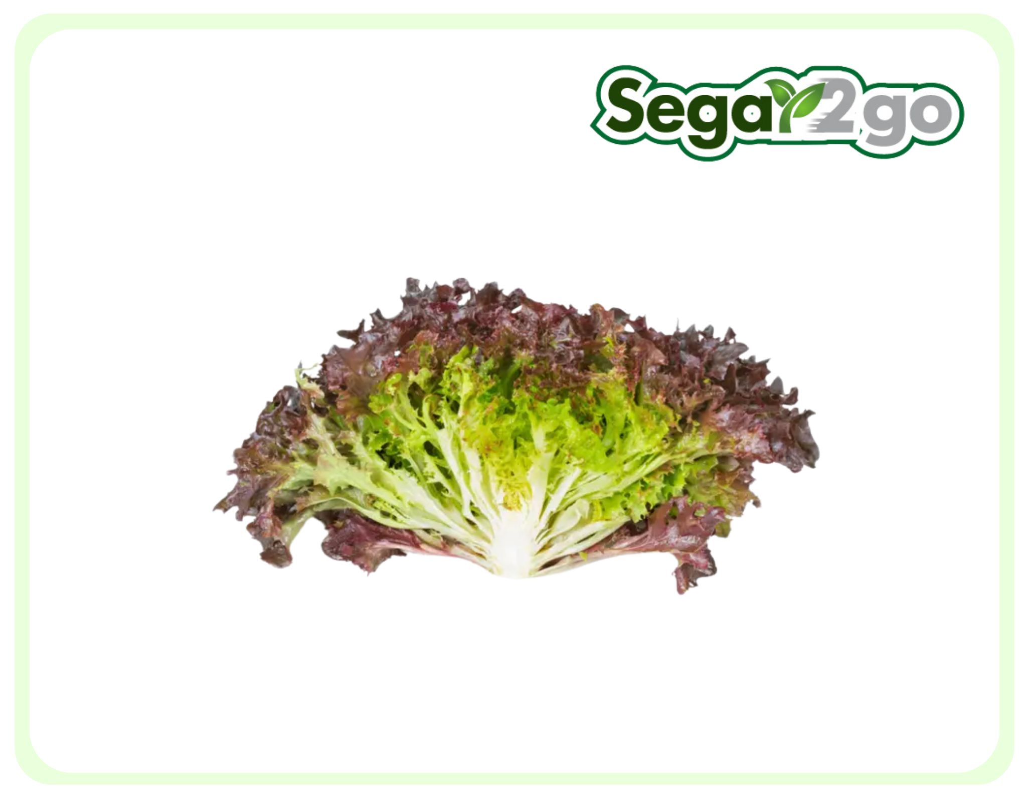 Segar2go Salanova Lollo | myaeon2go